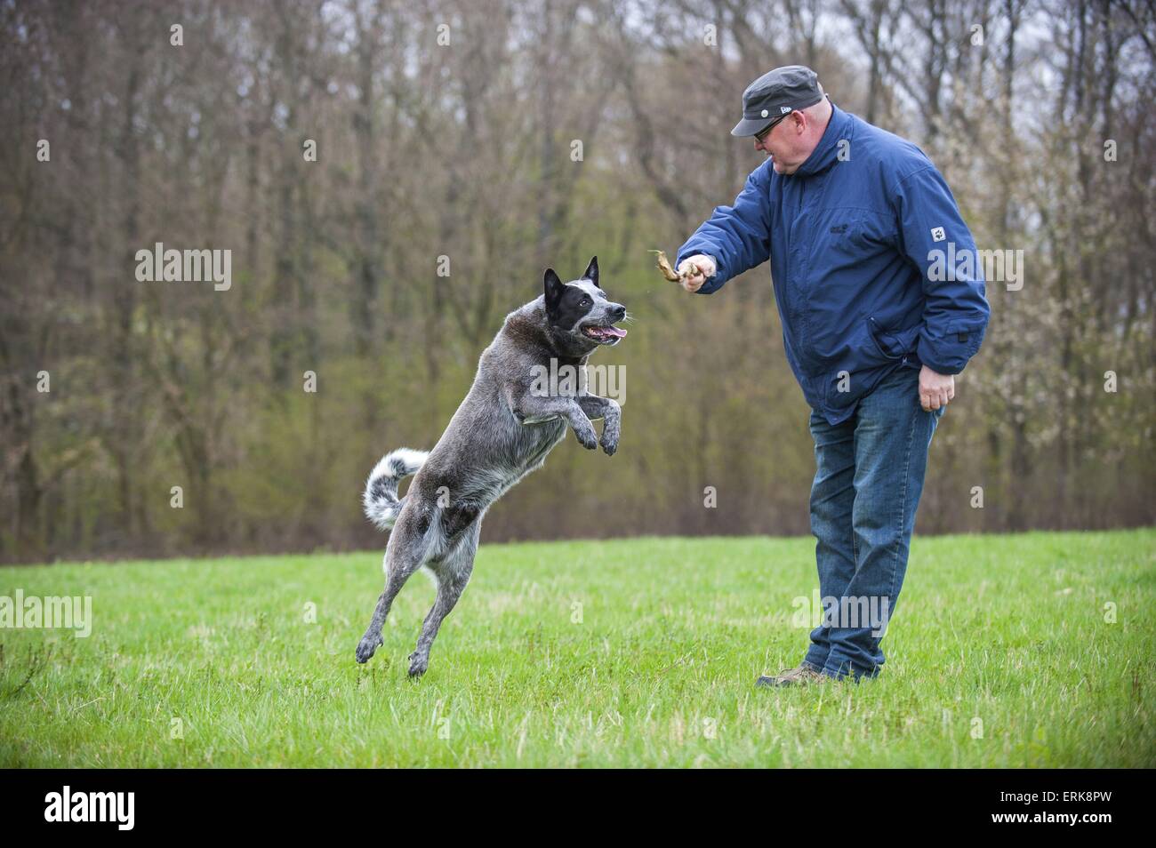 Man herding cattle hi-res stock photography and images - Alamy