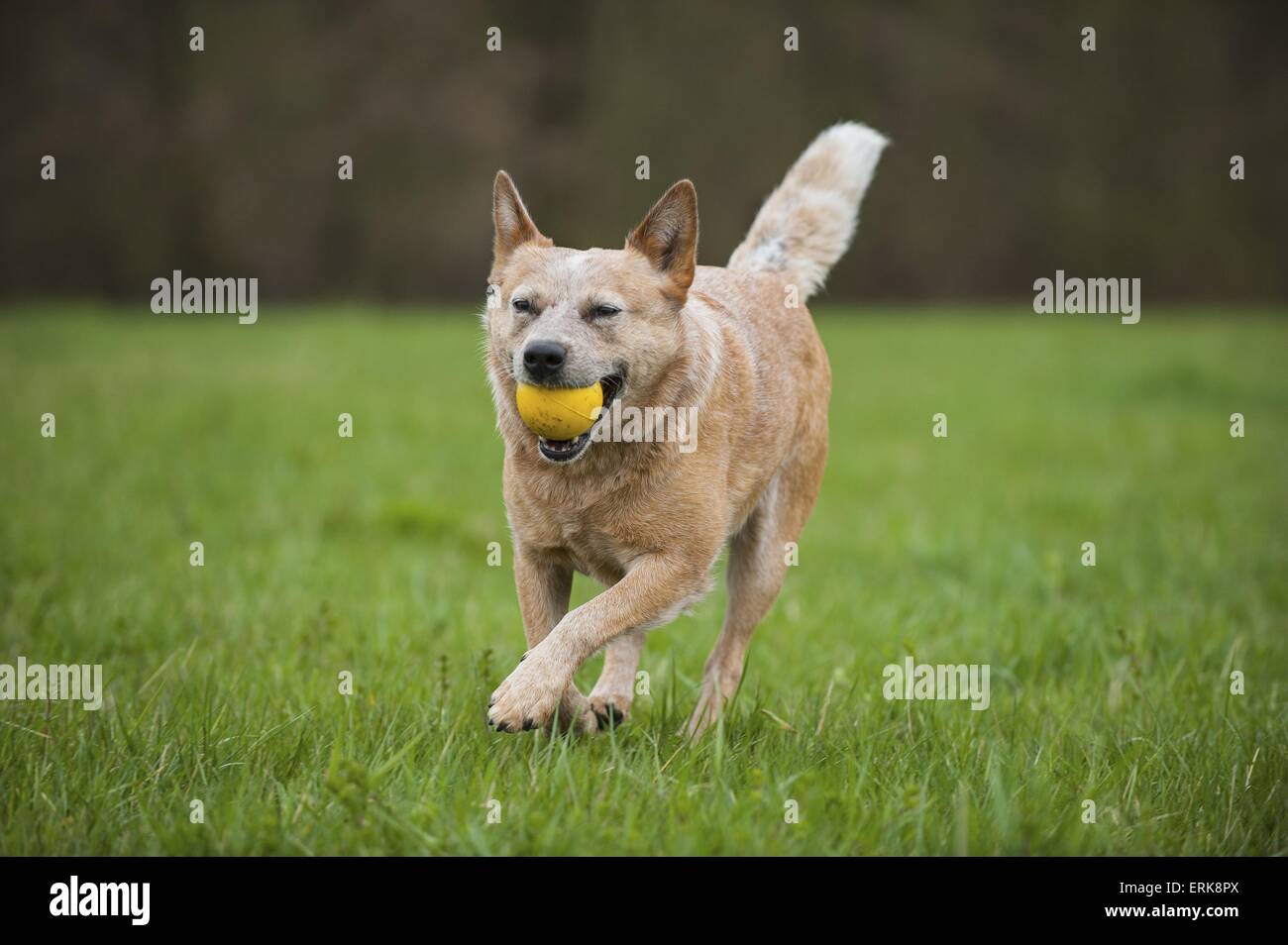 playing Australian Cattle Dog Stock Photo - Alamy