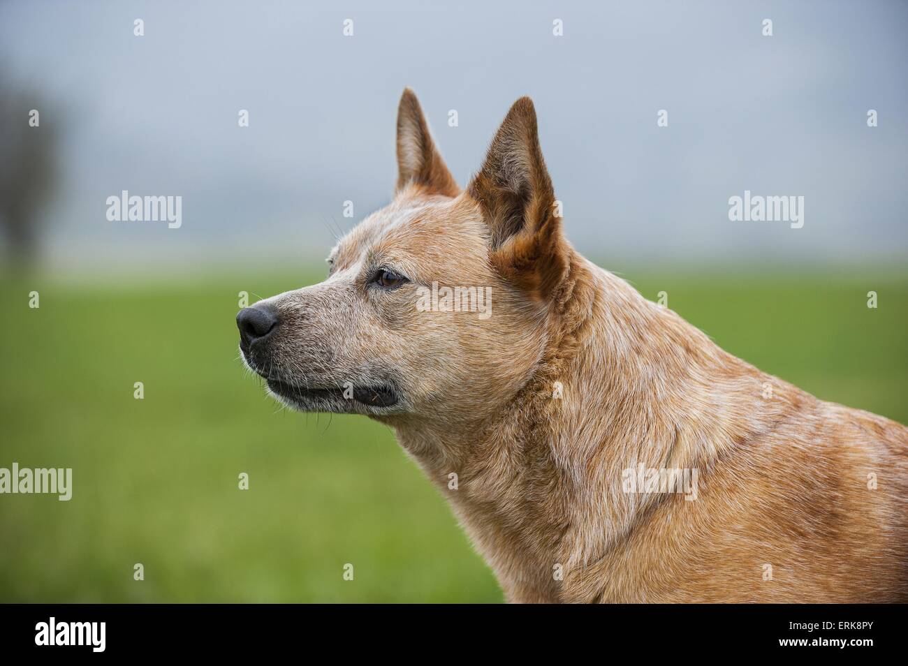 Australian Cattle Dog Portrait Stock Photo - Alamy