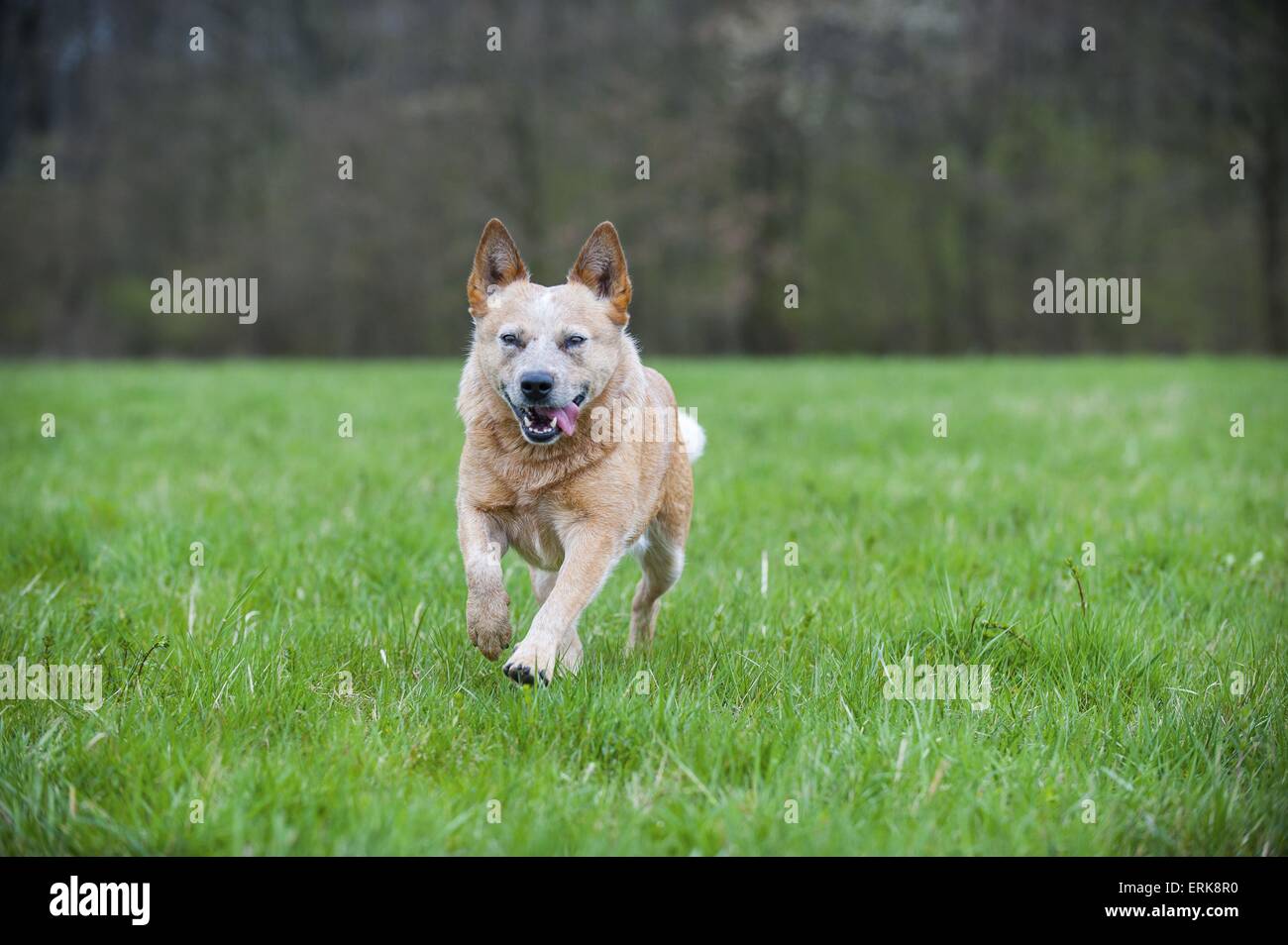 Australian cattle dog hi-res stock photography and images - Alamy