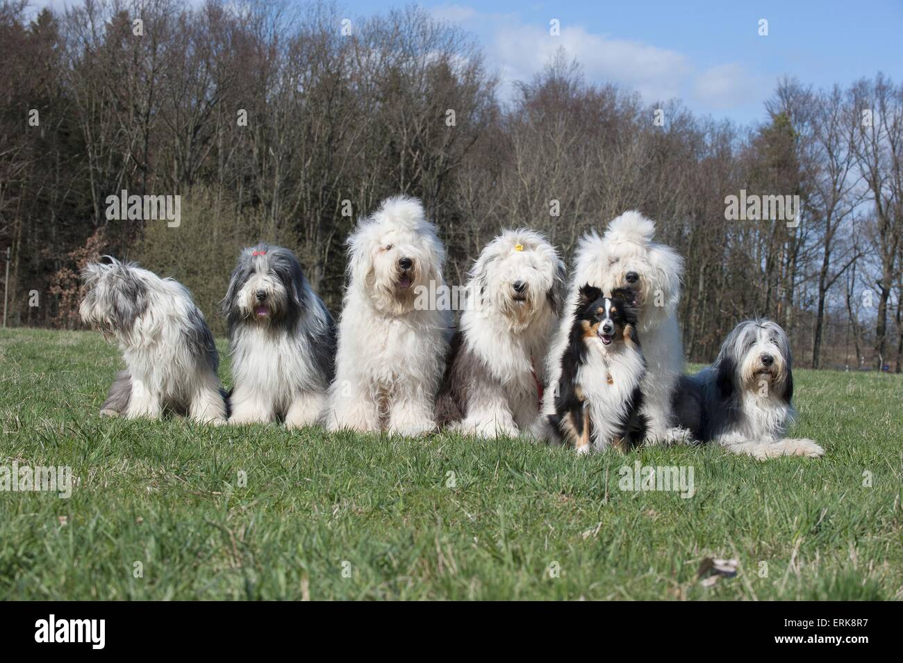 Highland shepherd sheepdog hi-res stock photography and images - Alamy