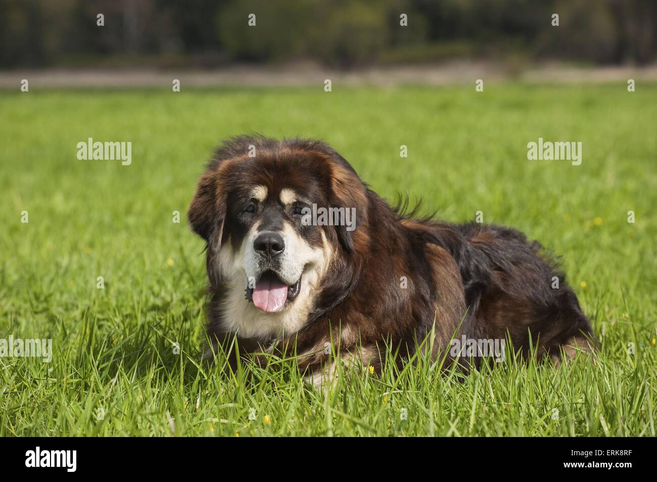 lying Do Khyi Stock Photo - Alamy