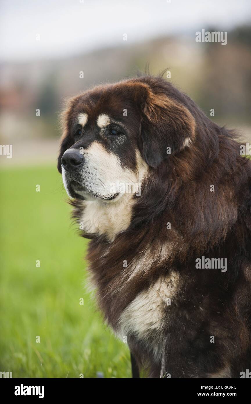 Do Khyi Portrait Stock Photo - Alamy