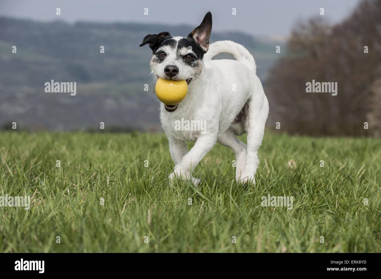 playing Jack Russell Terrier Stock Photo - Alamy
