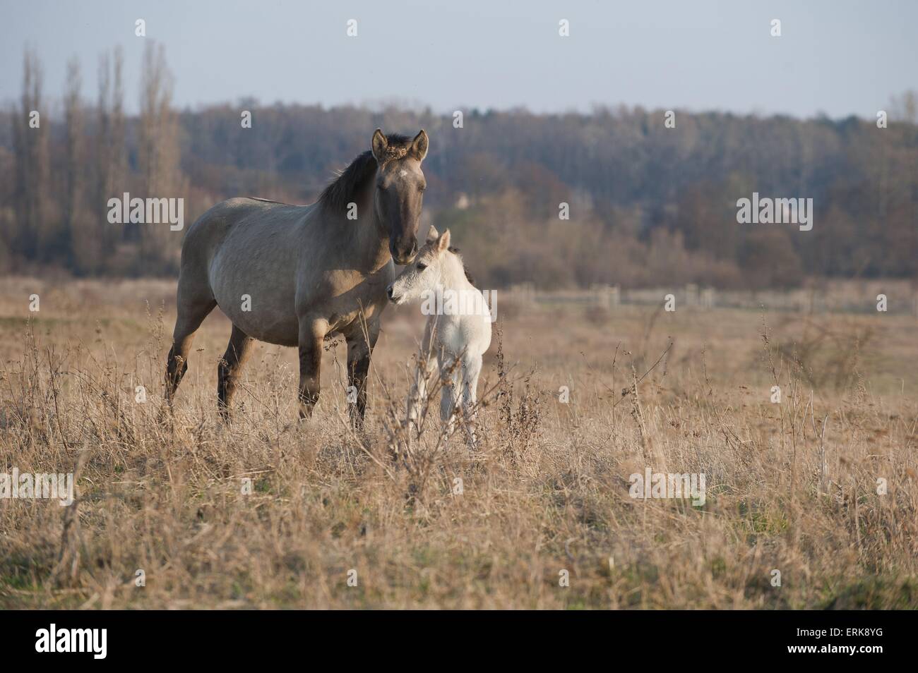 Koniks High Resolution Stock Photography and Images - Alamy
