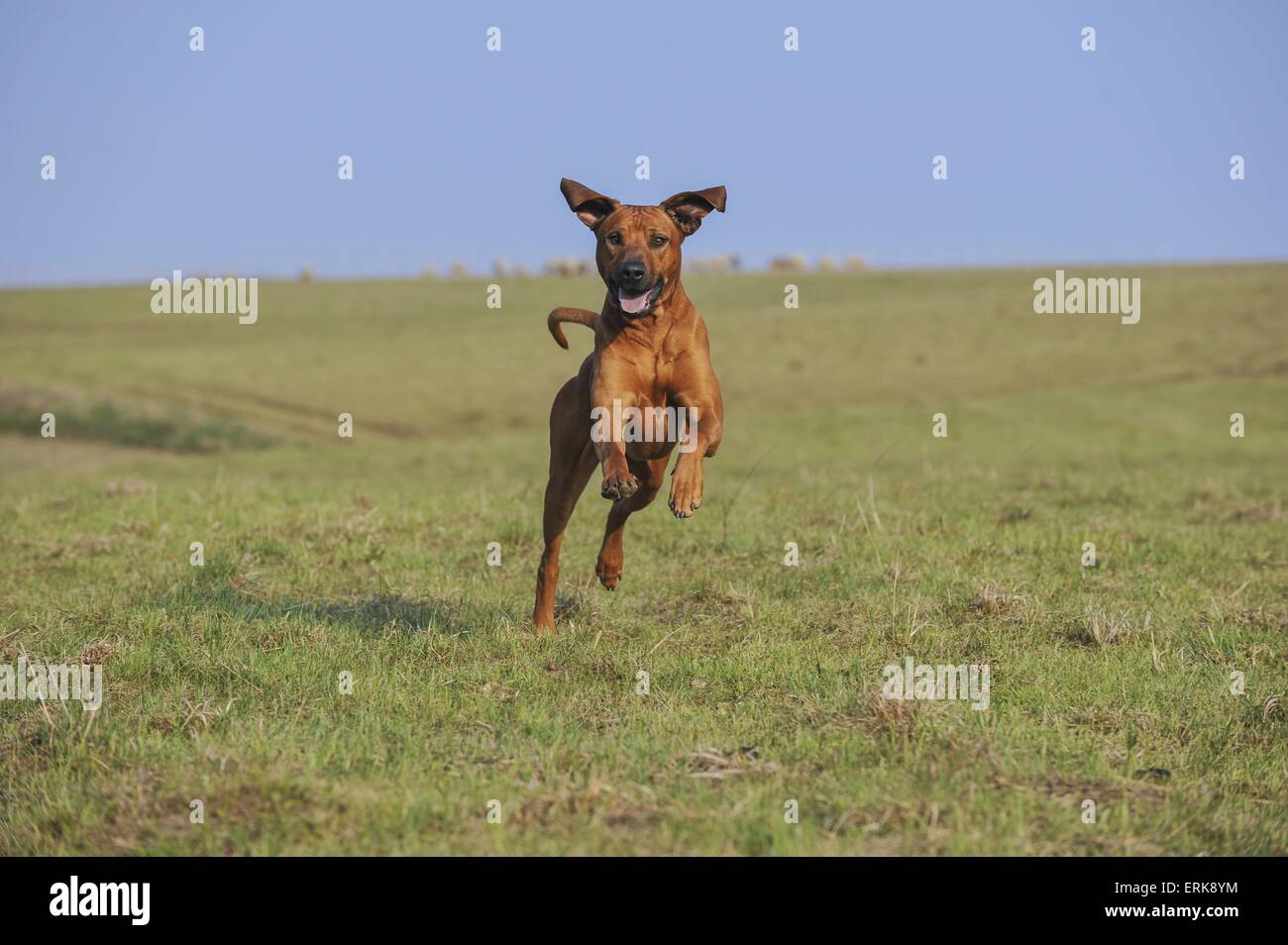running Rhodesian Ridgeback Stock Photo - Alamy