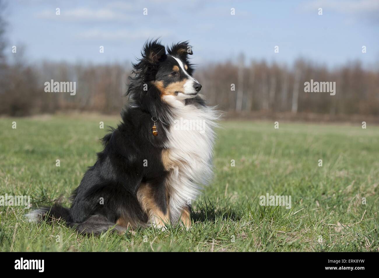 sitting Shetland Sheepdog Stock Photo - Alamy