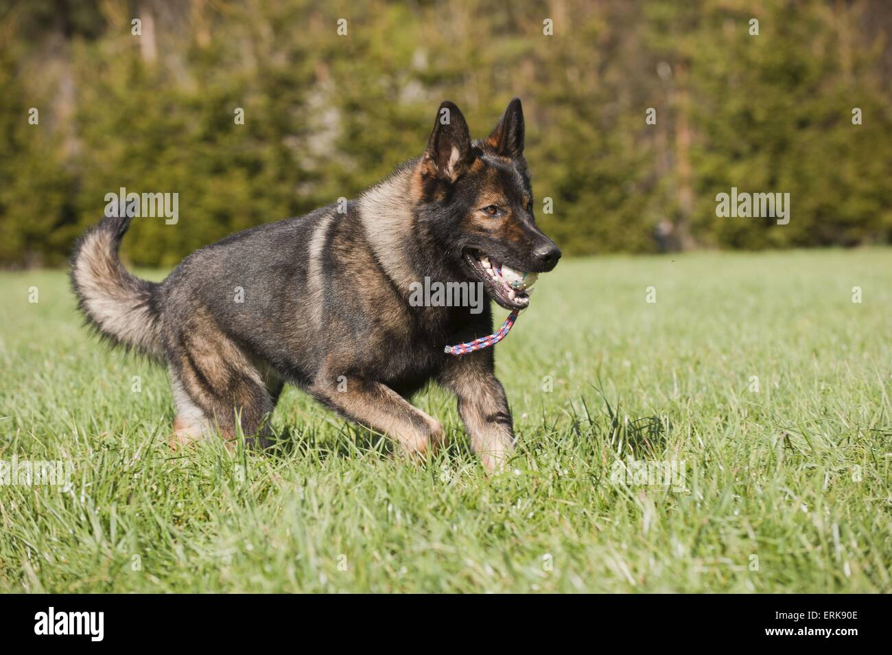 playing German Shepherd Stock Photo - Alamy