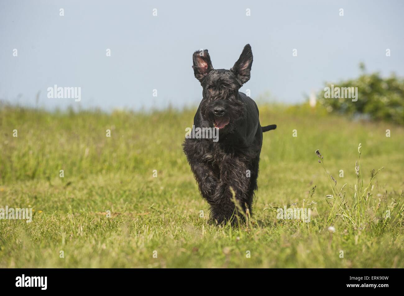 running Giant Schnauzer Stock Photo - Alamy
