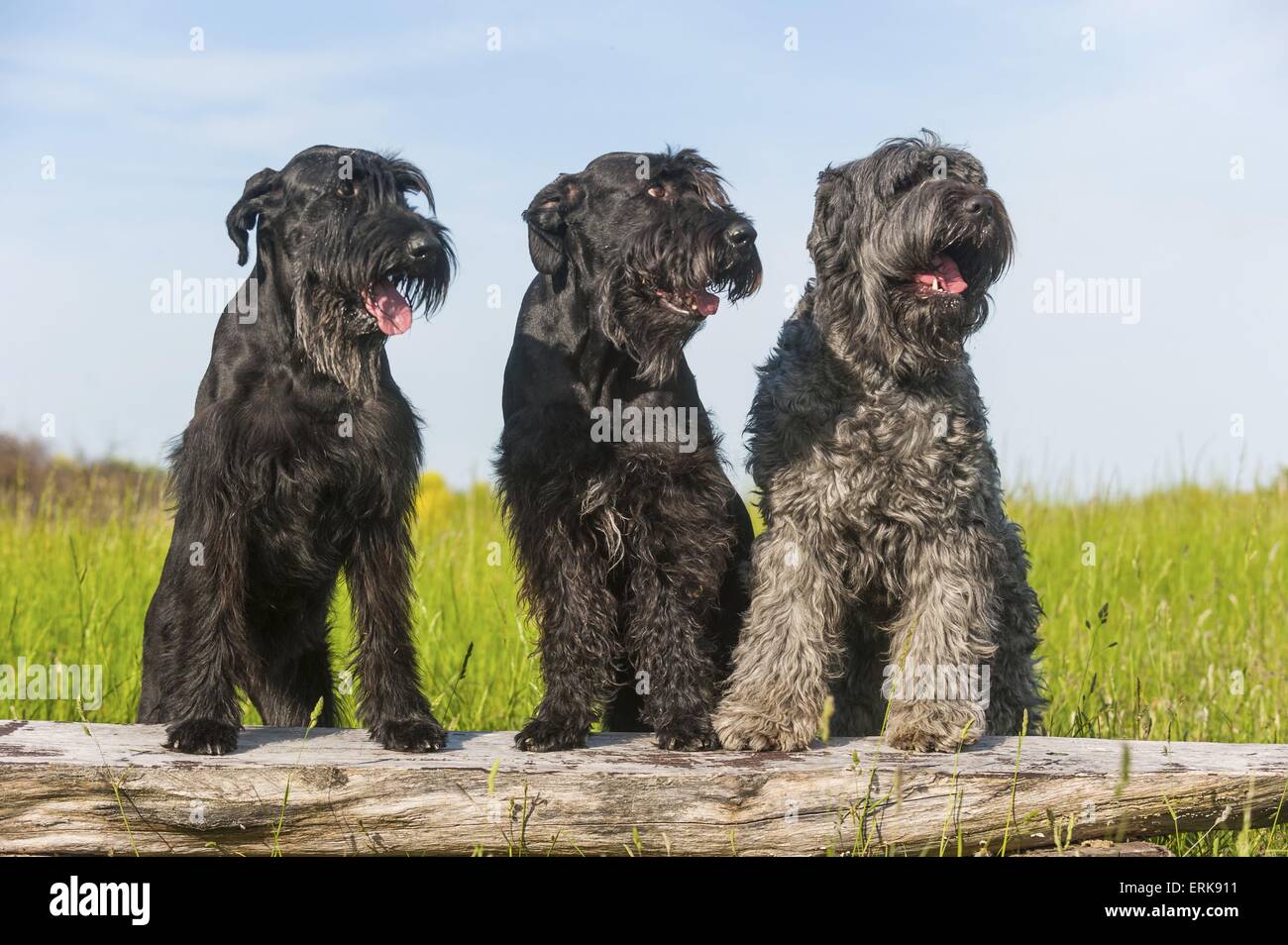 3 dogs hi-res stock photography and images - Alamy