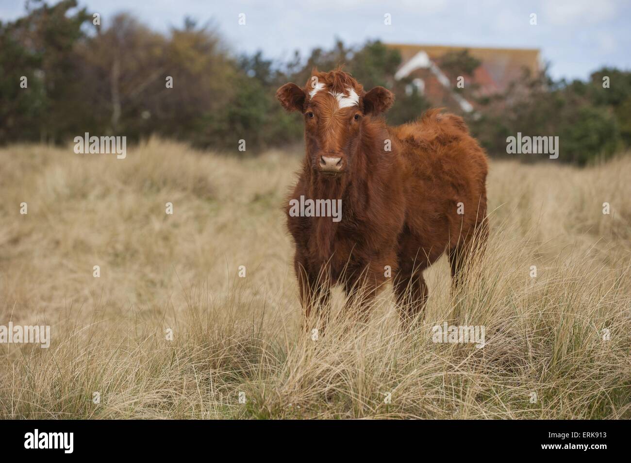 Danish Red Cattle Stock Photo - Alamy