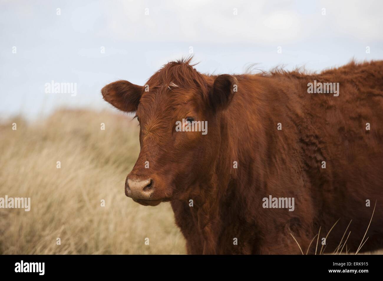 Red danish cattle hi-res stock photography and images - Alamy