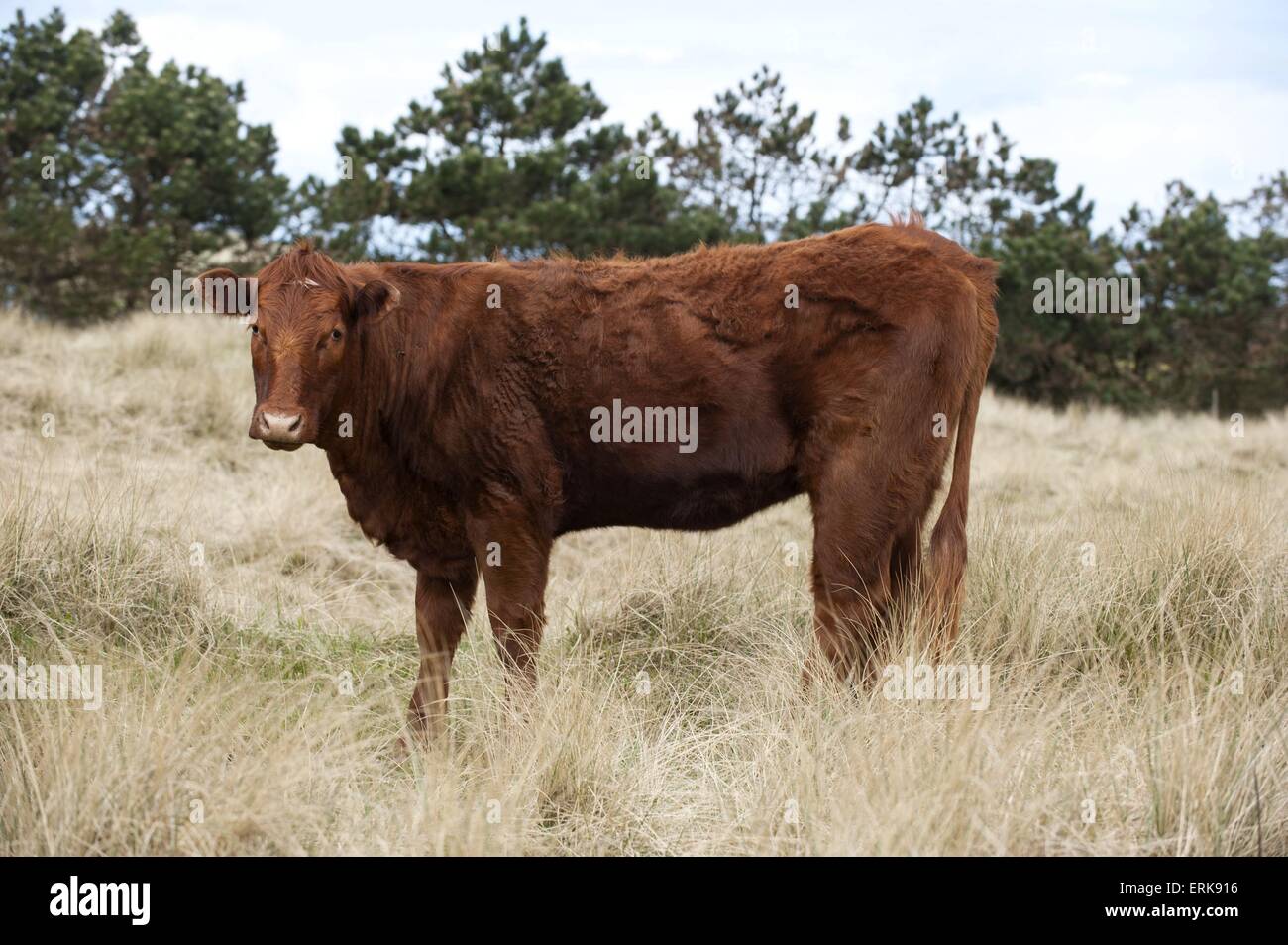 Danish Red Cattle Stock Photo - Alamy