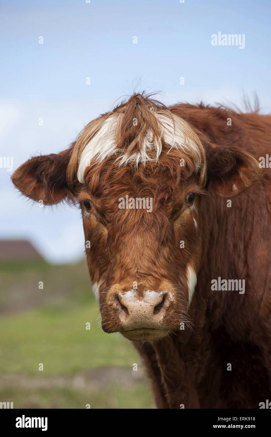 Danish Red Cattle Stock Photo - Alamy