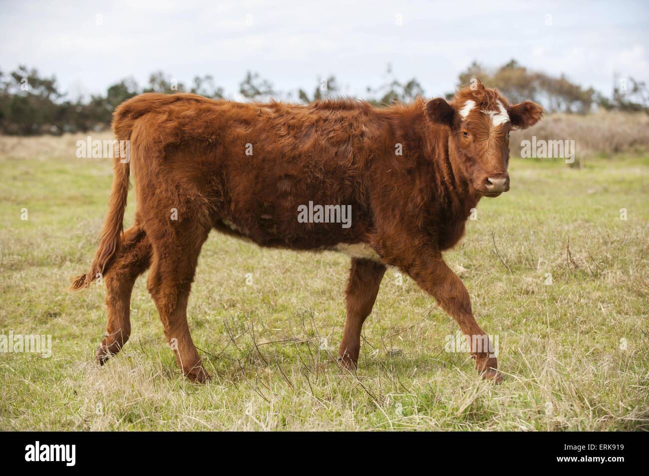 Danish red cattle hi-res stock photography and images - Alamy