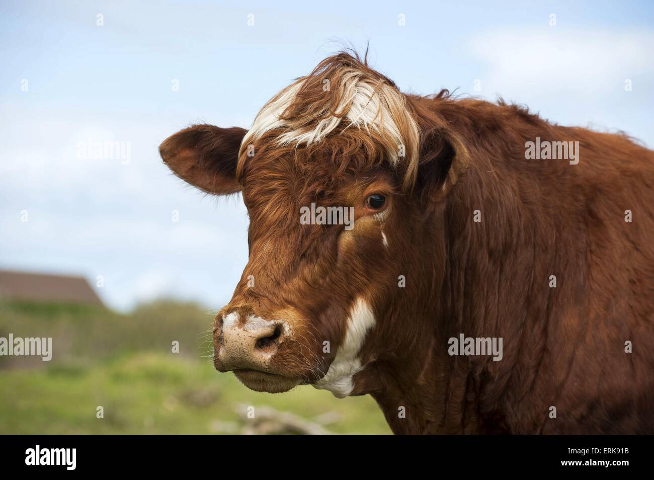Danish red cattle hi-res stock photography and images - Alamy