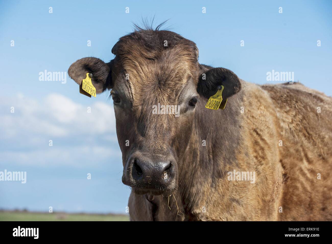 Adult cows hi-res stock photography and images - Alamy