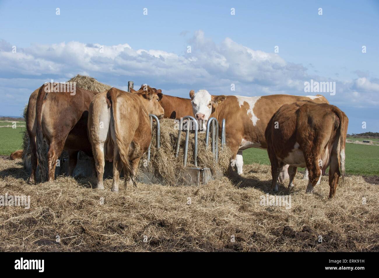Cattle behaviour hi-res stock photography and images - Alamy