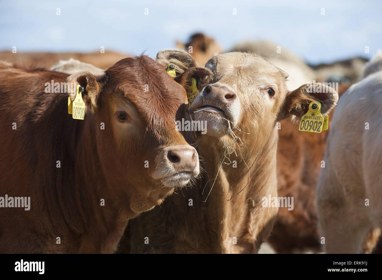 Adult Cows High Resolution Stock Photography and Images - Alamy