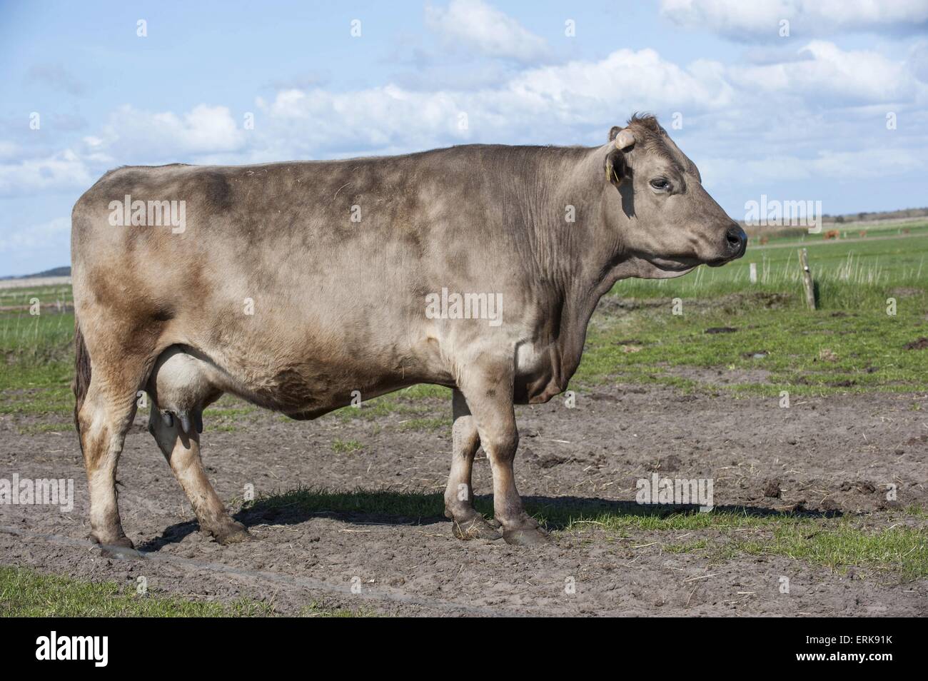 Gray cattle hi-res stock photography and images - Alamy