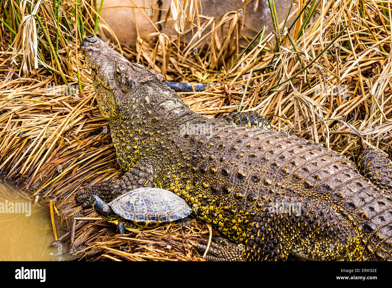 Crocodile with turtle on reed or cane on swamp Stock Photo - Alamy