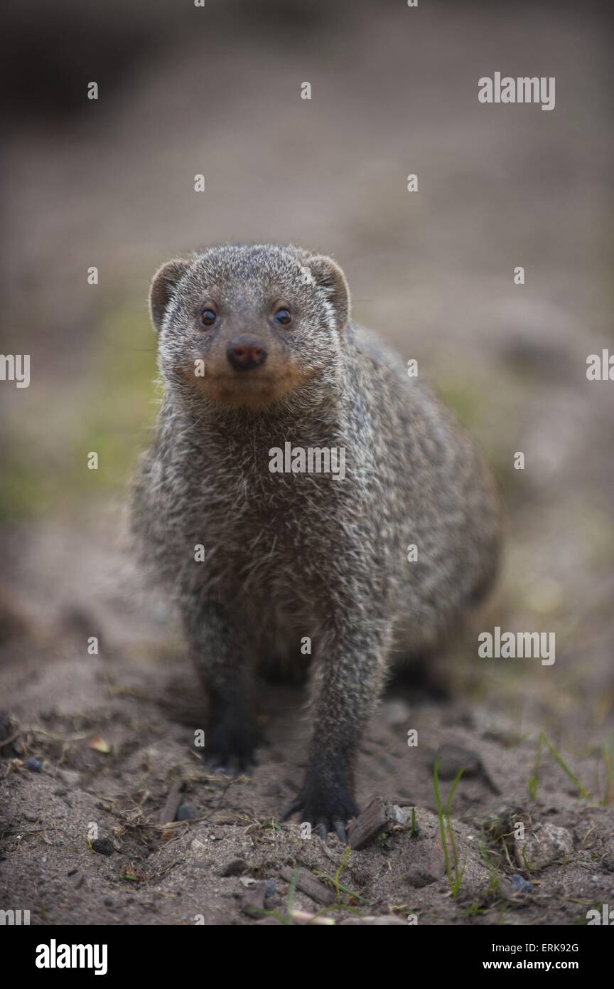 Mongoose stand hi-res stock photography and images - Alamy