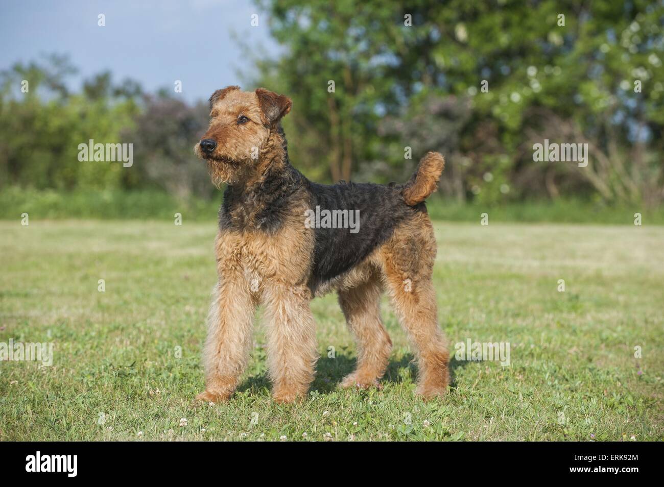 Airedale view hi-res stock photography and images - Alamy