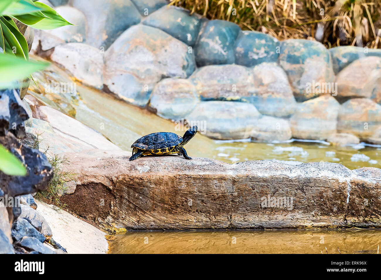Turtle or tortoise on stone in decorative pond Stock Photo - Alamy
