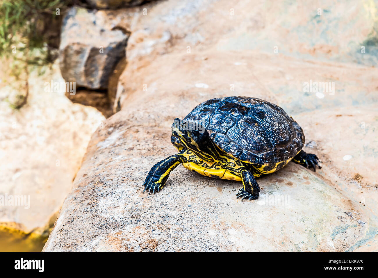 Stone tortoise hi-res stock photography and images - Alamy