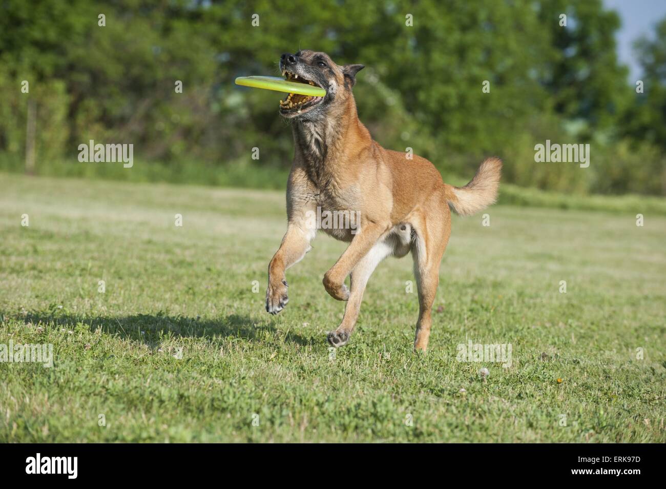 Belgian malinois playing hi-res stock photography and images - Alamy