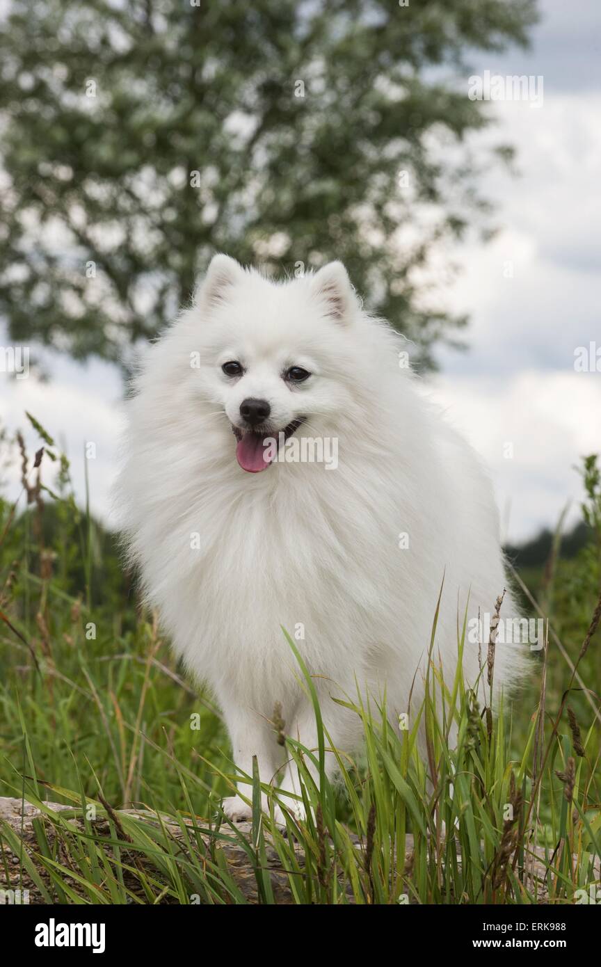 Japanese spitz nihon supittsu standing hi-res stock photography and ...