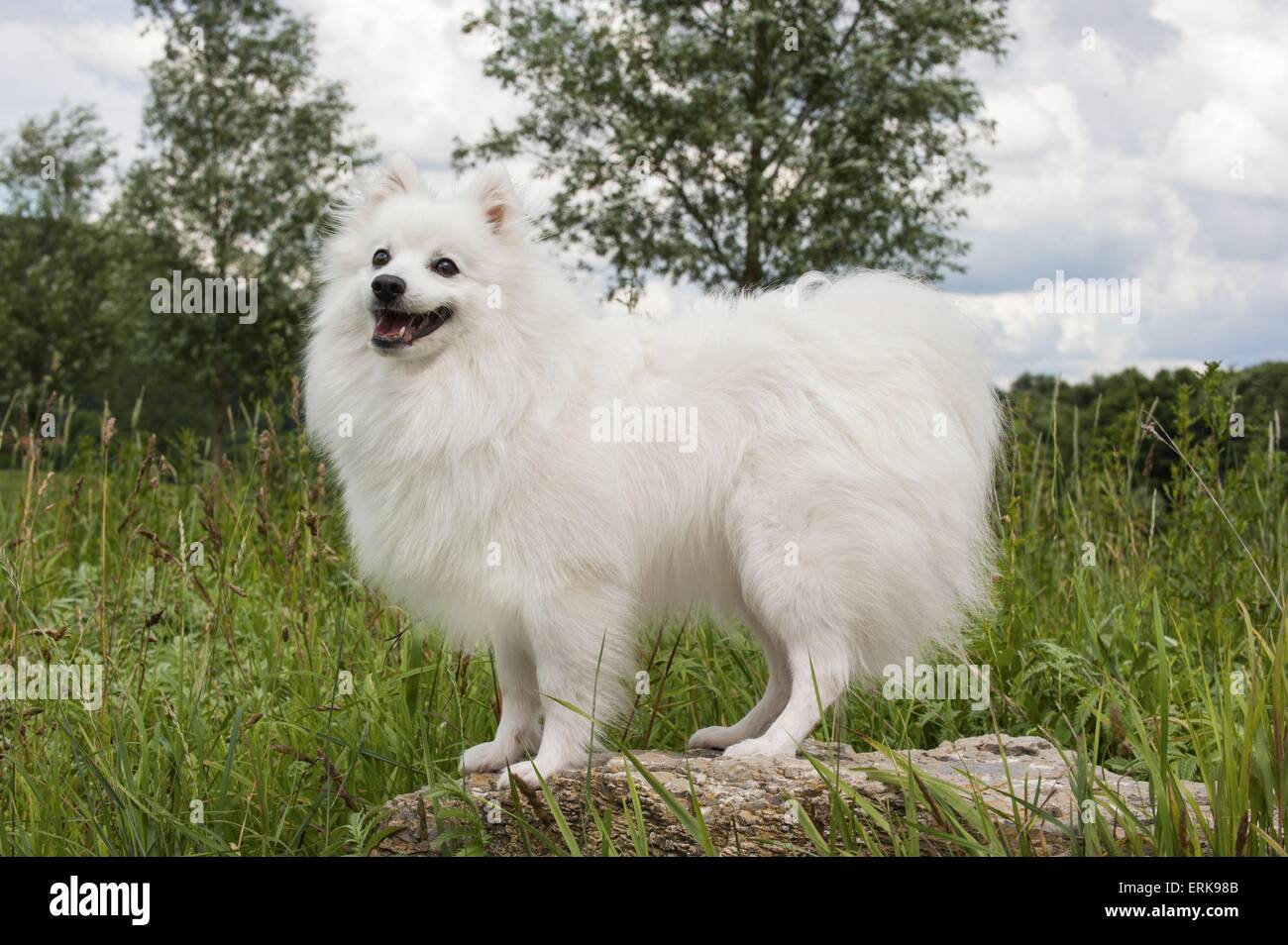 Japanese spitz nihon supittsu standing hi-res stock photography and ...