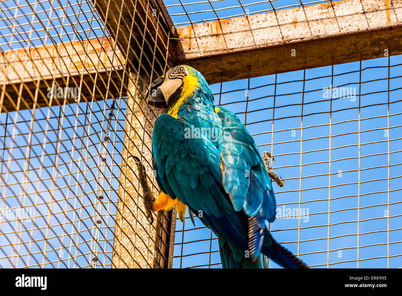 Blue and Gold or yellow Macaw parrot in zoo cell Stock Photo - Alamy