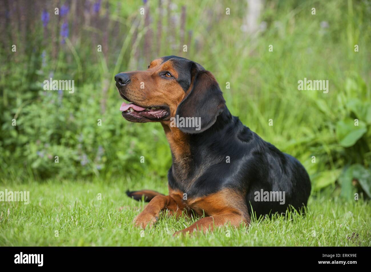 Tyrolean hi-res stock photography and images - Alamy
