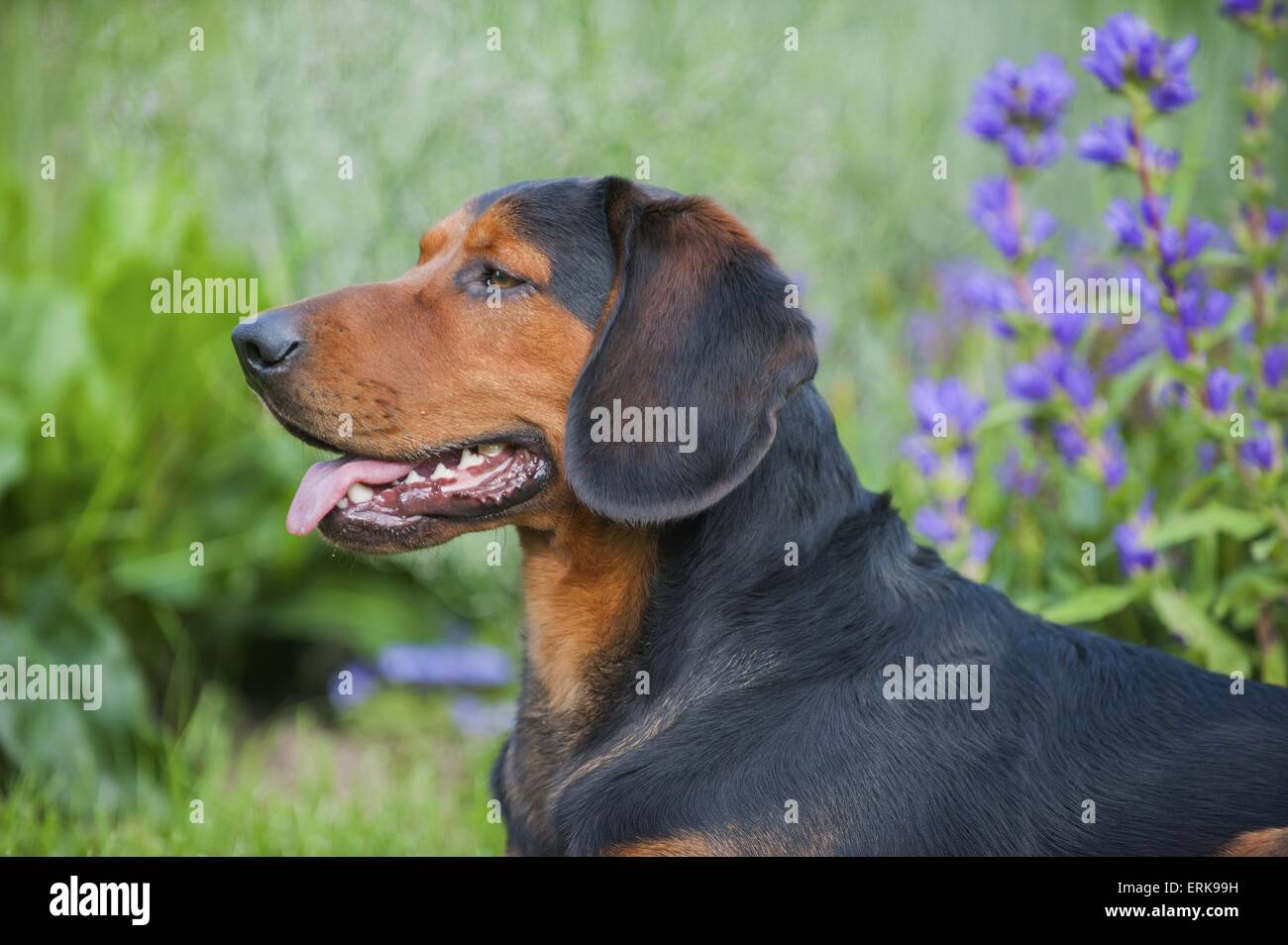 Tyrolean head hi-res stock photography and images - Alamy