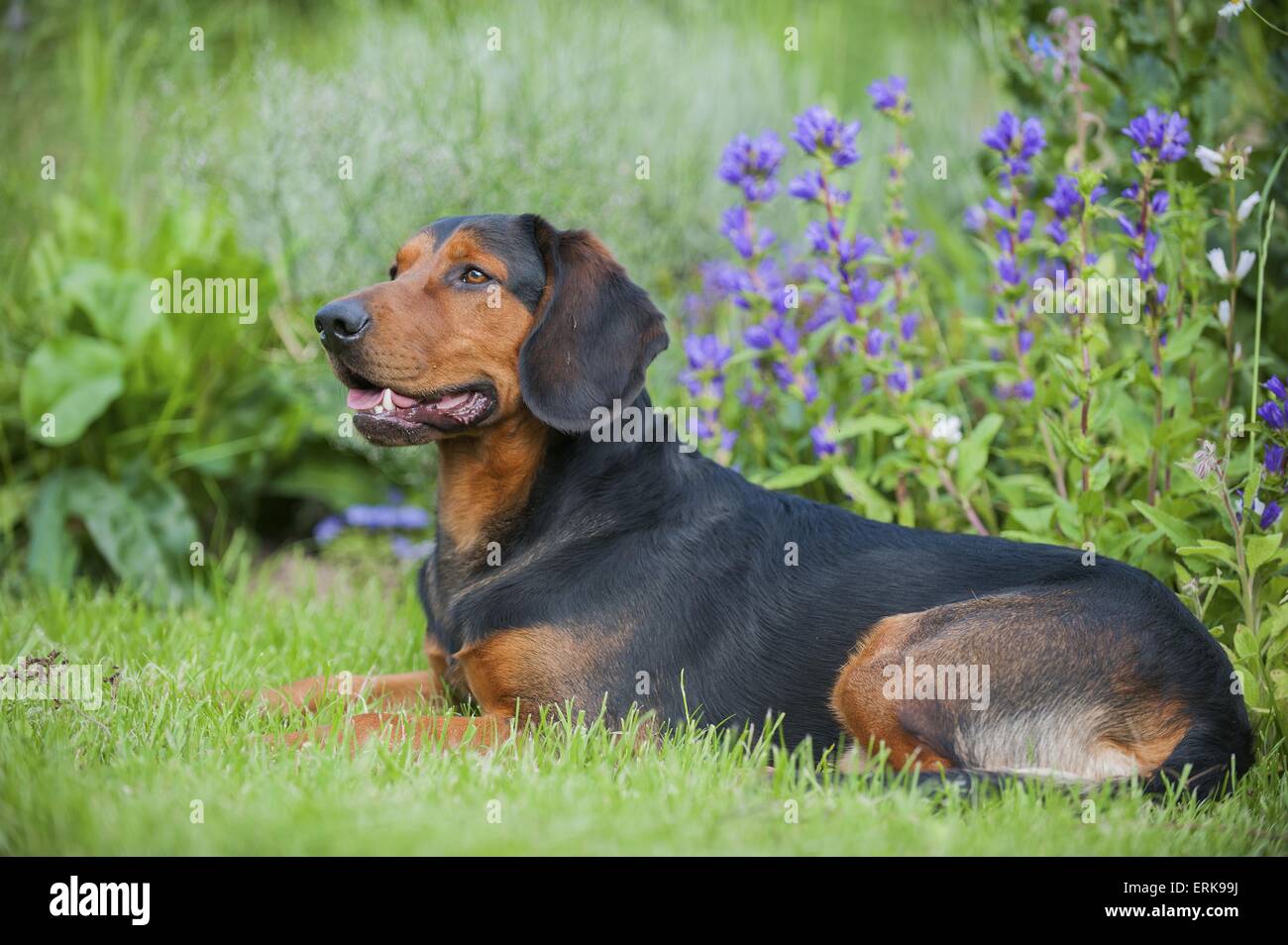 Tyrolean nature hi-res stock photography and images - Alamy