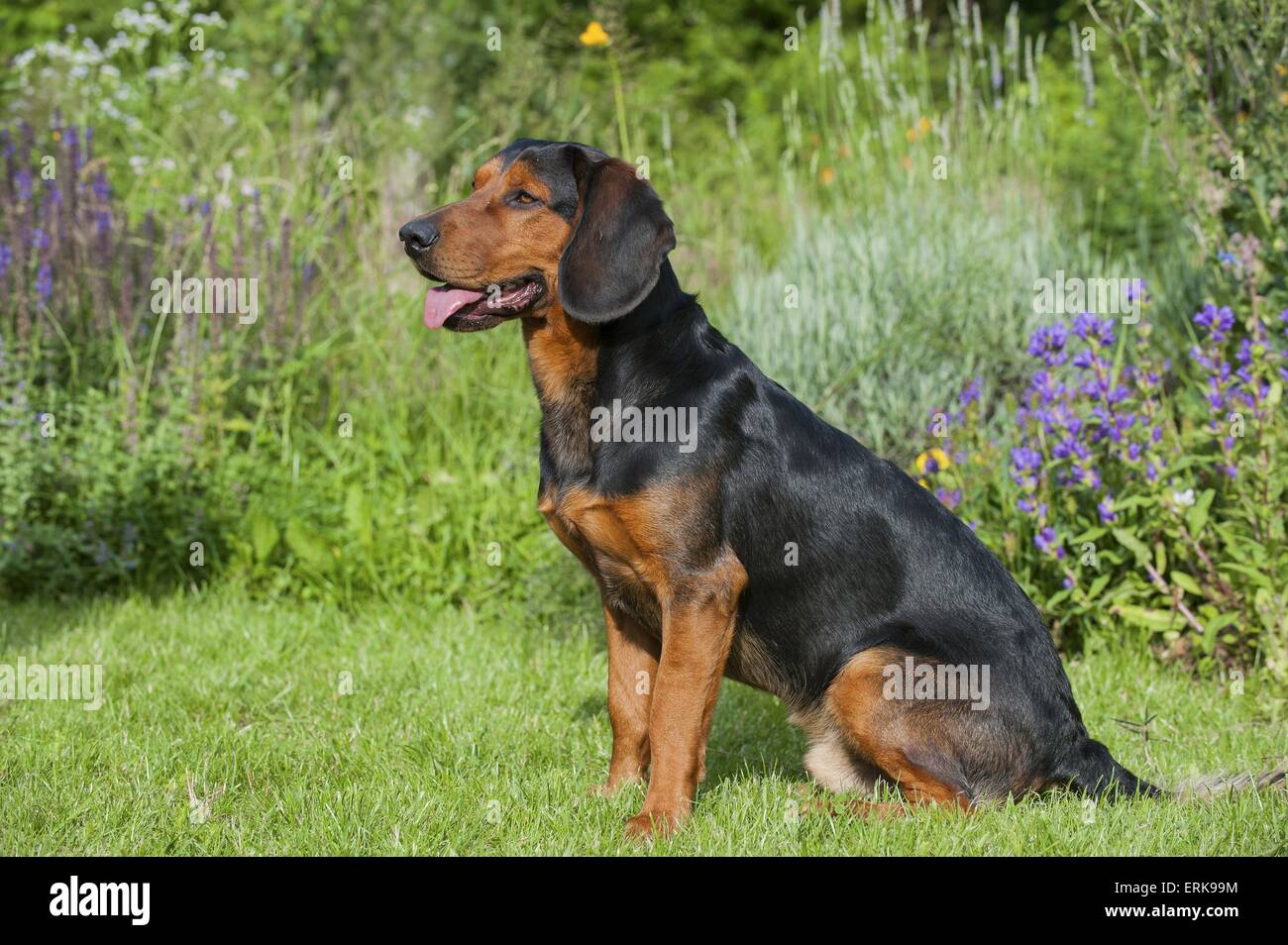 Tyrolean nature hi-res stock photography and images - Alamy