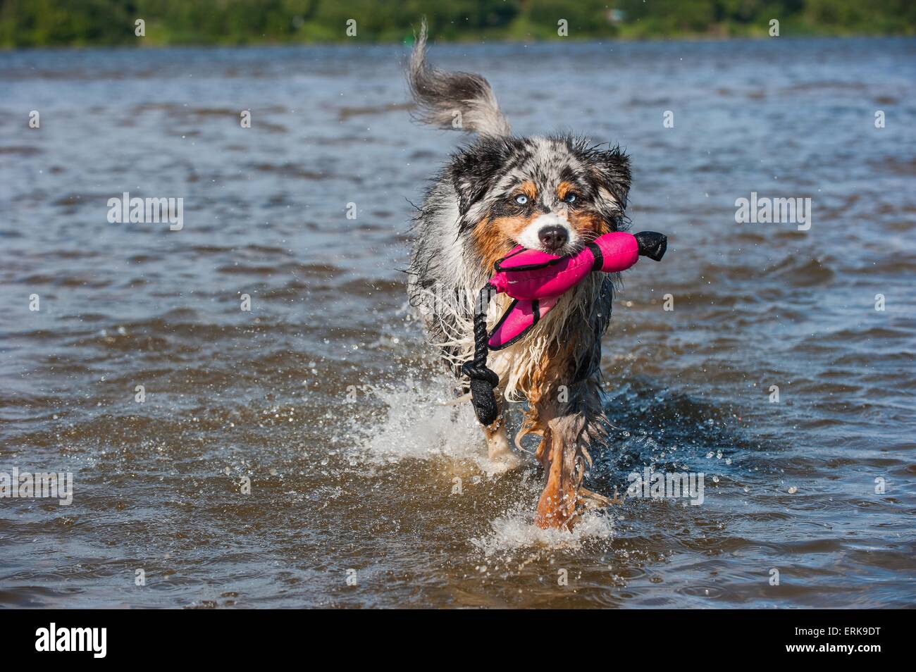 playing Australian Shepherd Stock Photo - Alamy