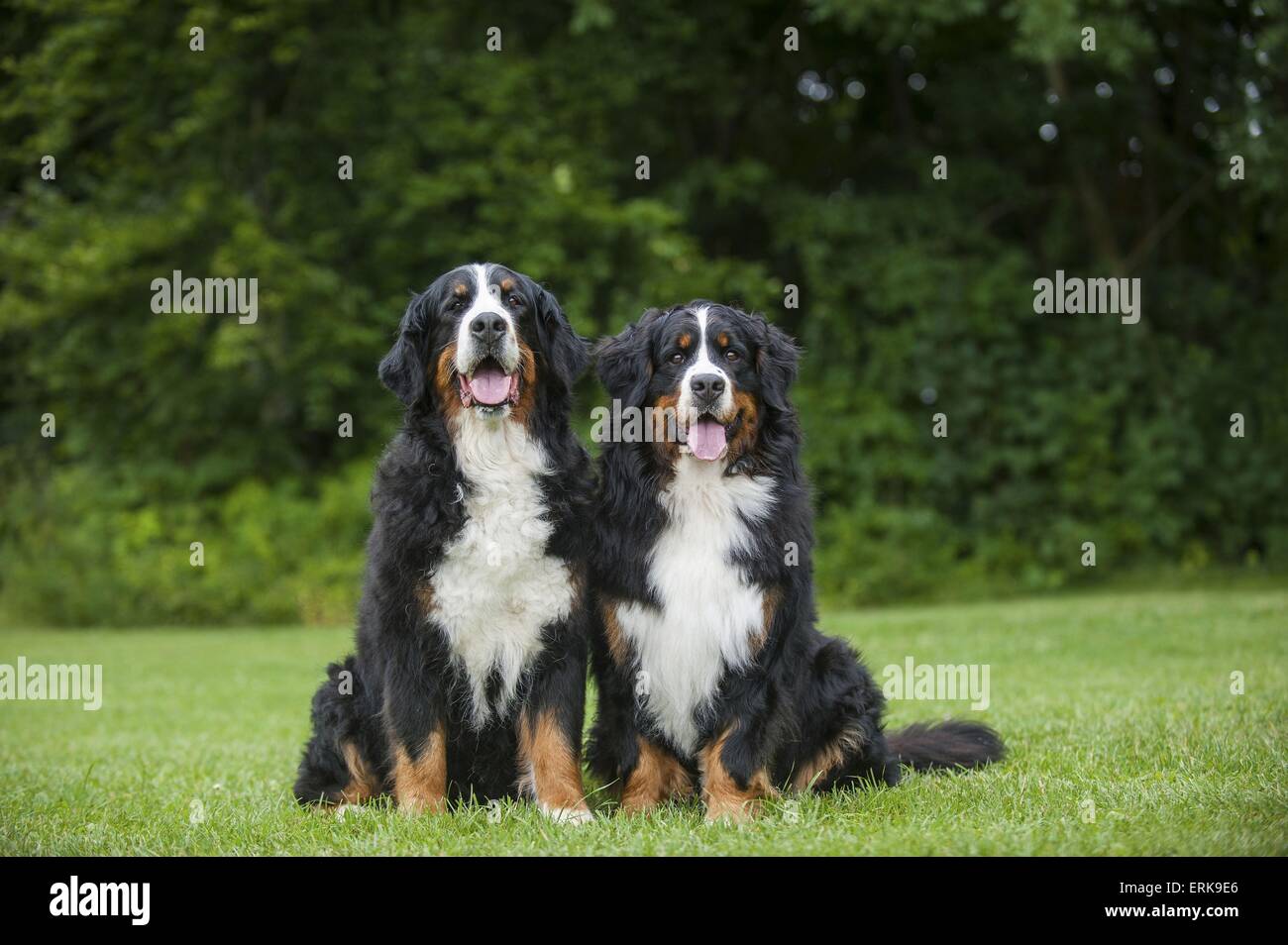 Two bernese mountain dogs hi-res stock photography and images - Alamy