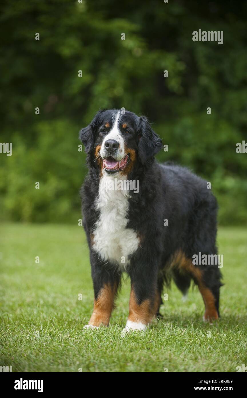 Big dog of bernese mountain dog hi-res stock photography and images - Alamy