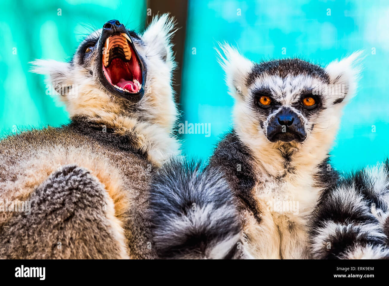 Angry lemur and hangry lemur with open mouth in zoo Stock Photo - Alamy