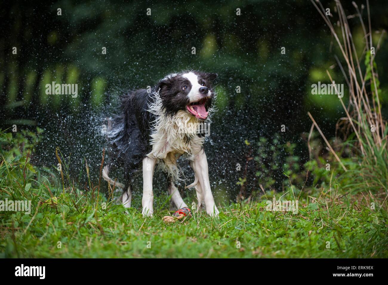 shaking Border Collie Stock Photo - Alamy