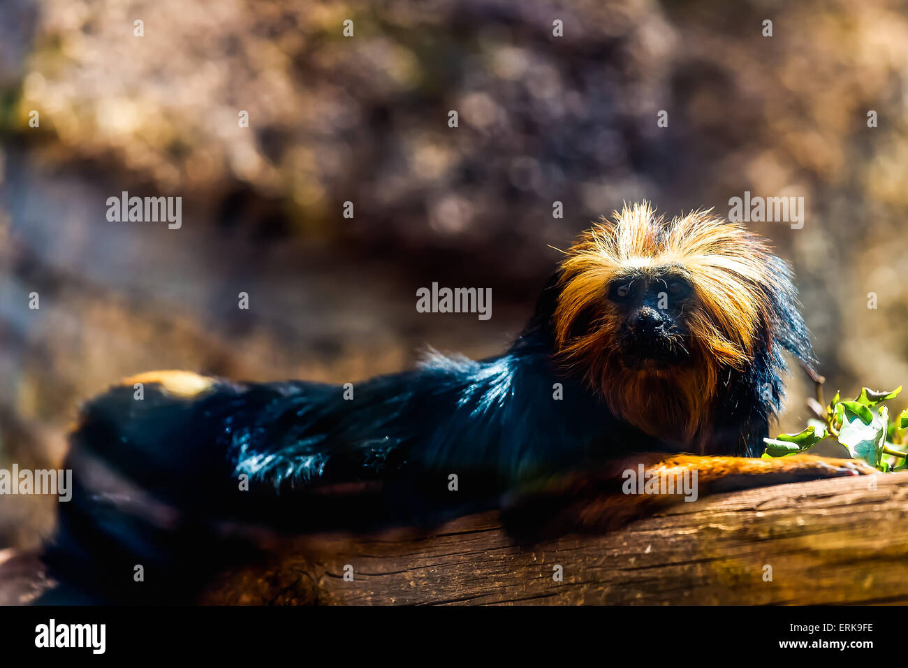 Black monkey titi leon or golden-headed leon sitting on tree branch in ...