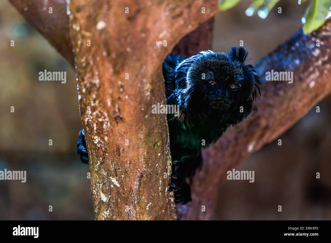 Black monkey sitting on tree Stock Photo - Alamy