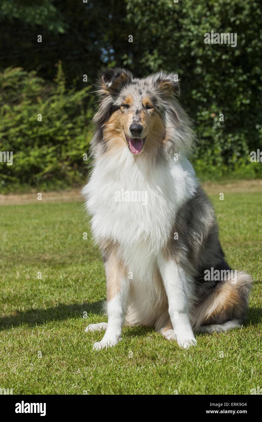 sitting longhaired Collie Stock Photo - Alamy