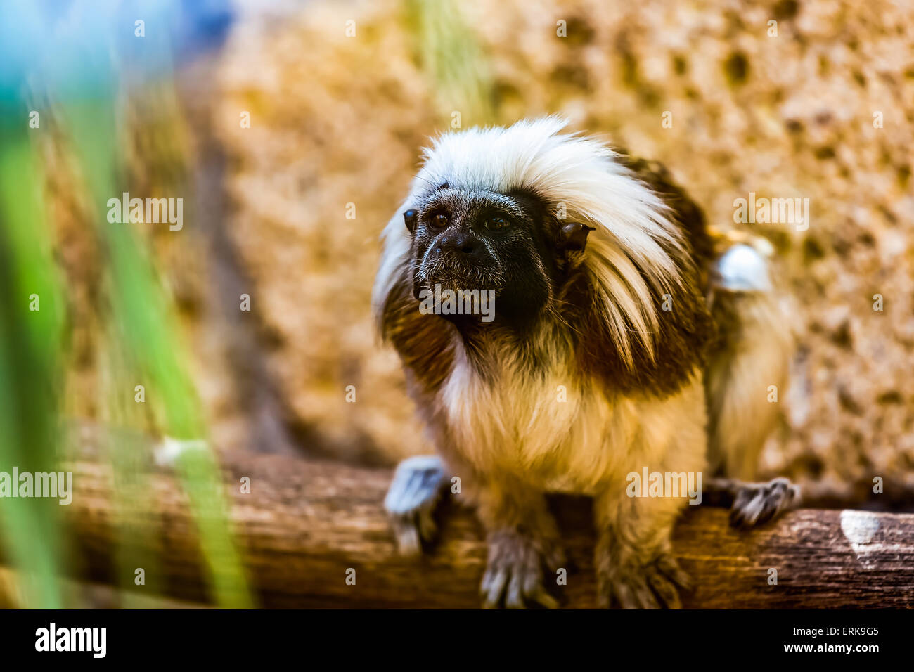 Monkey titi cotton-top tamarin sitting on tree in zoo Stock Photo - Alamy