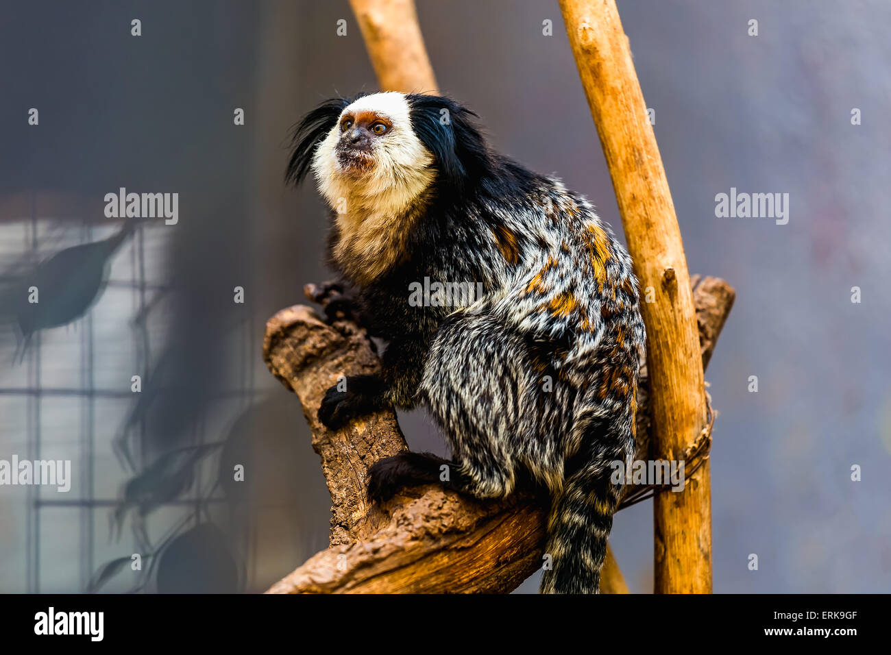 White faced monkey hi-res stock photography and images - Alamy