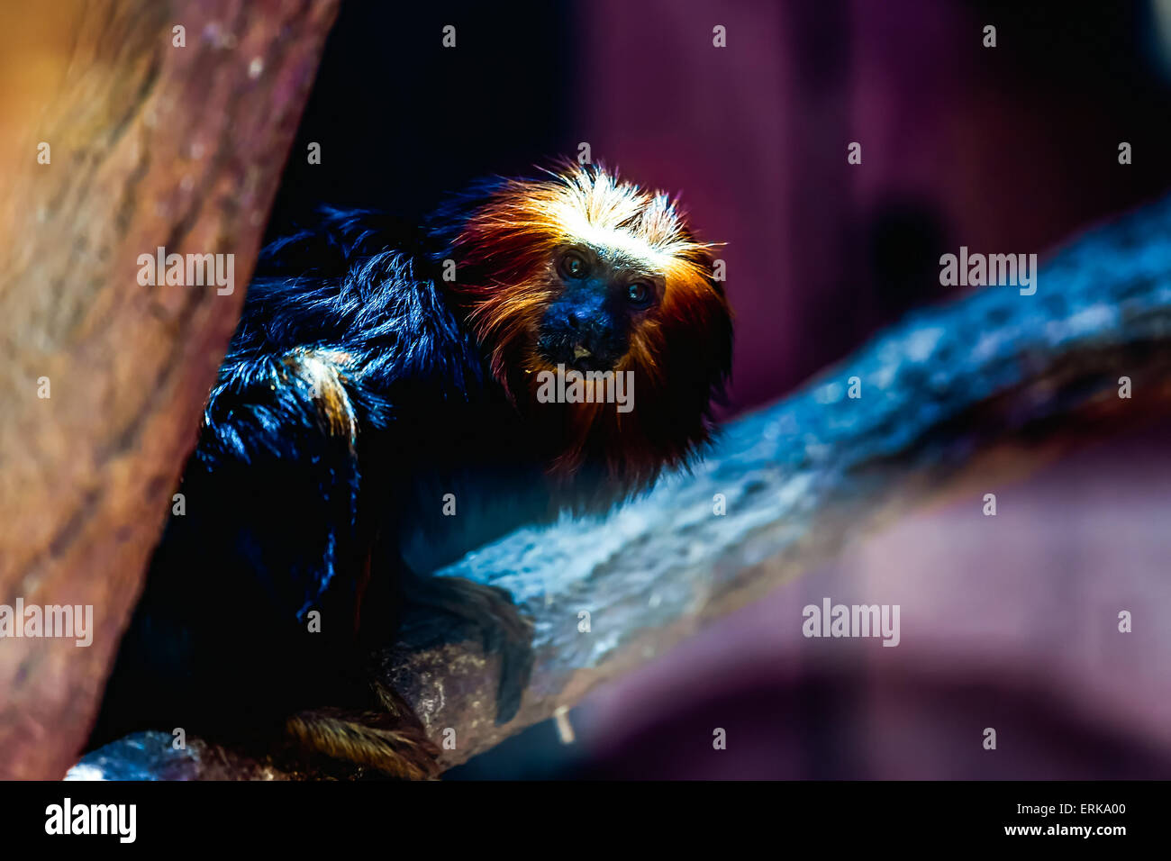 Black monkey titi leon or golden-headed leon sitting on tree branch in ...