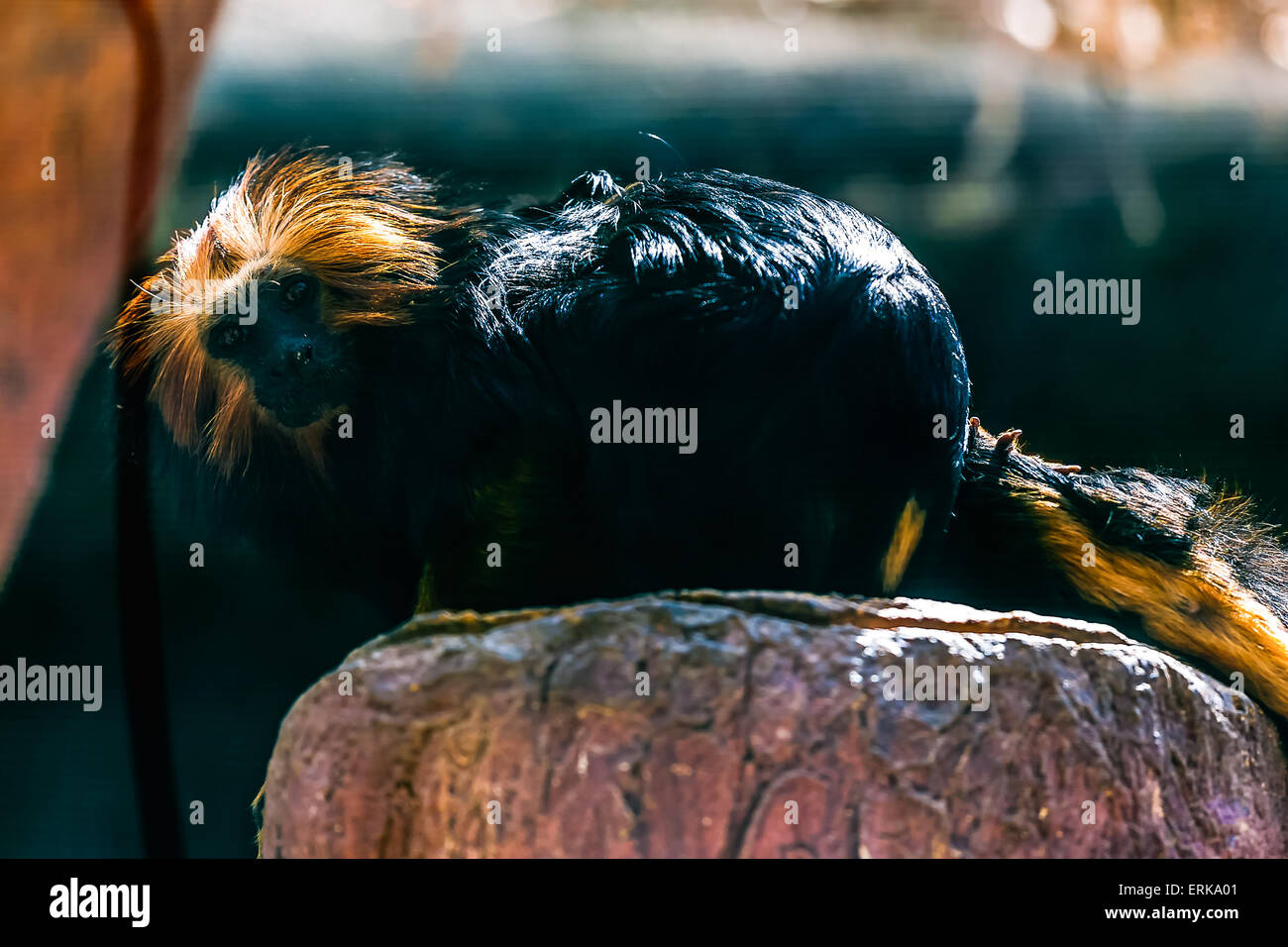 Black monkey titi leon or golden-headed leon in zoo Stock Photo - Alamy