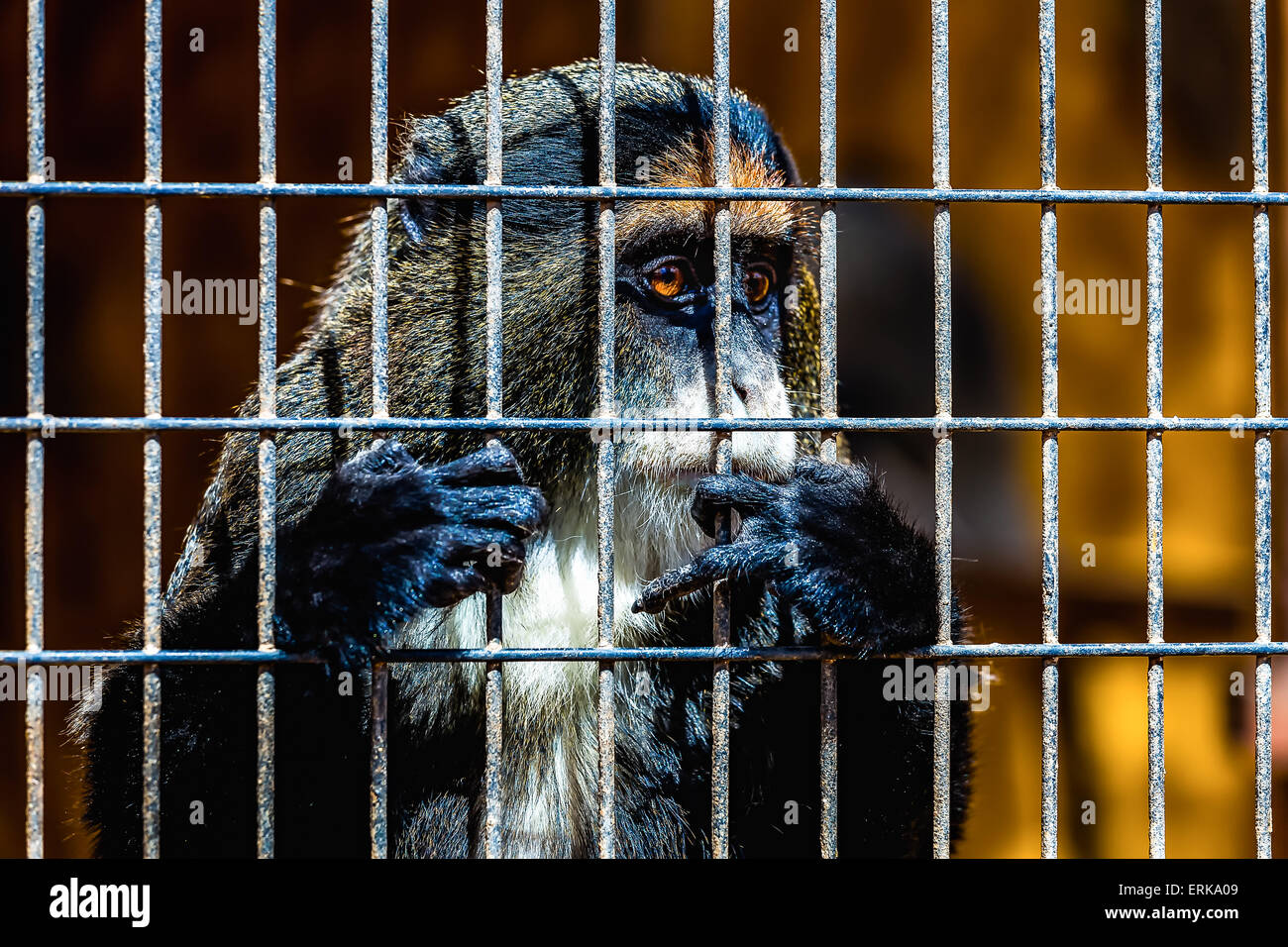 Monkey looking through zoo cell grille Stock Photo - Alamy